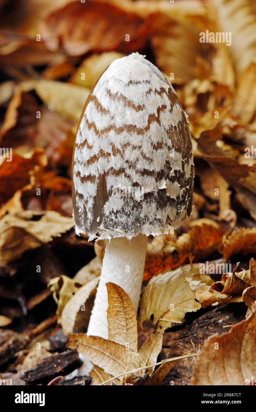 Coprinus picacea hi-res stock photography and images - Alamy