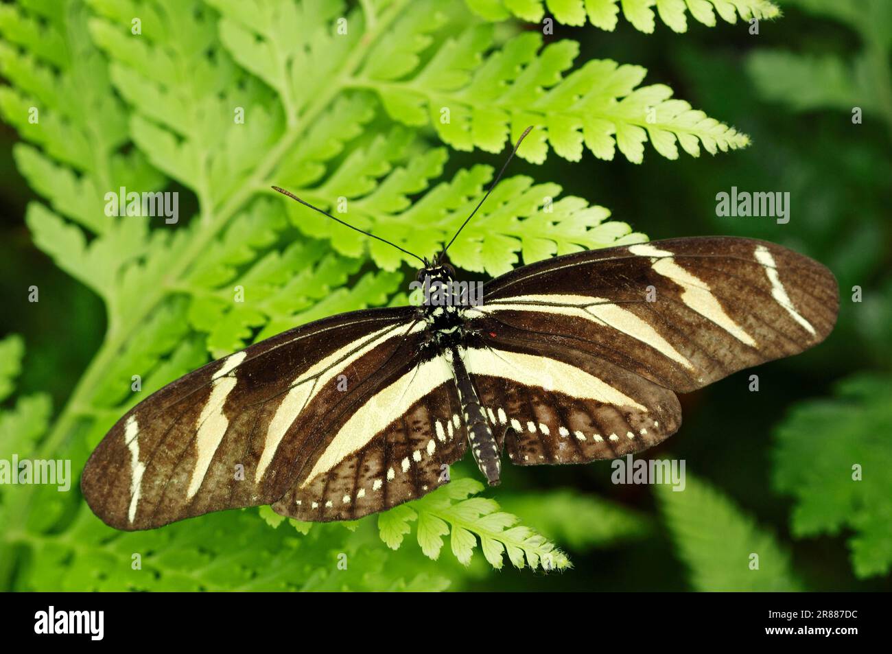 Zebra Longwing (Heliconius charitonius), Zebra Heliconian, Zebra ...
