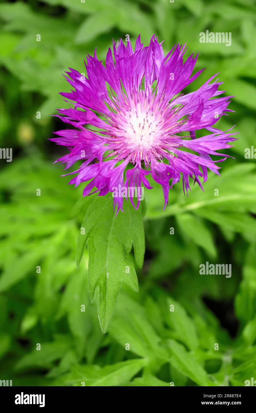 Persian Cornflower (Centaurea dealbata Stock Photo - Alamy
