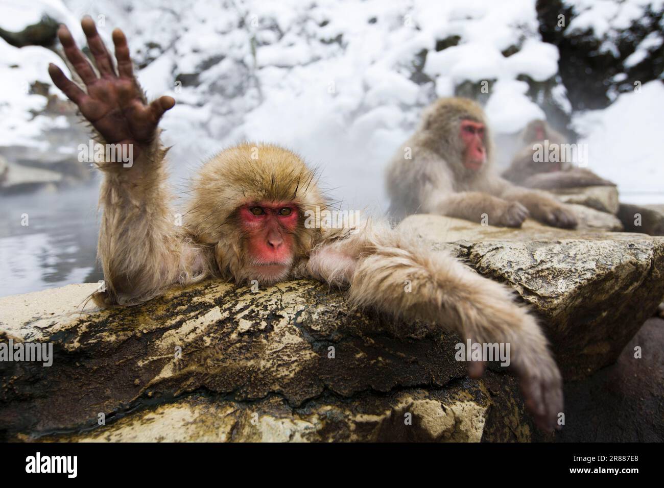 Snow monkeys, jigokudani, in hot spring macaque (), in hot spring, hot ...