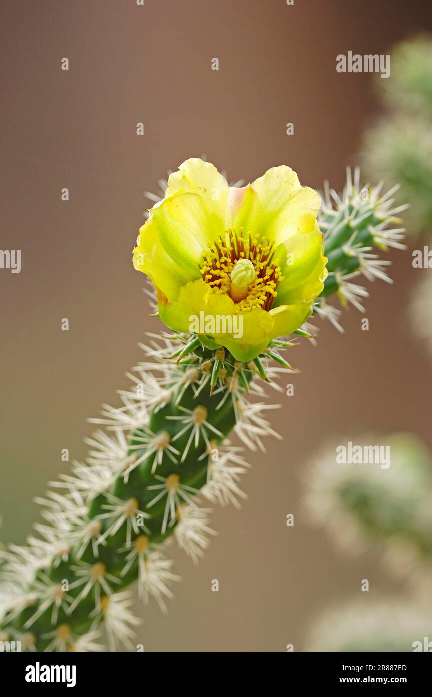 Silver Cholla (Cylindropuntia echinocarpa) (Opuntia echinocarpa ...