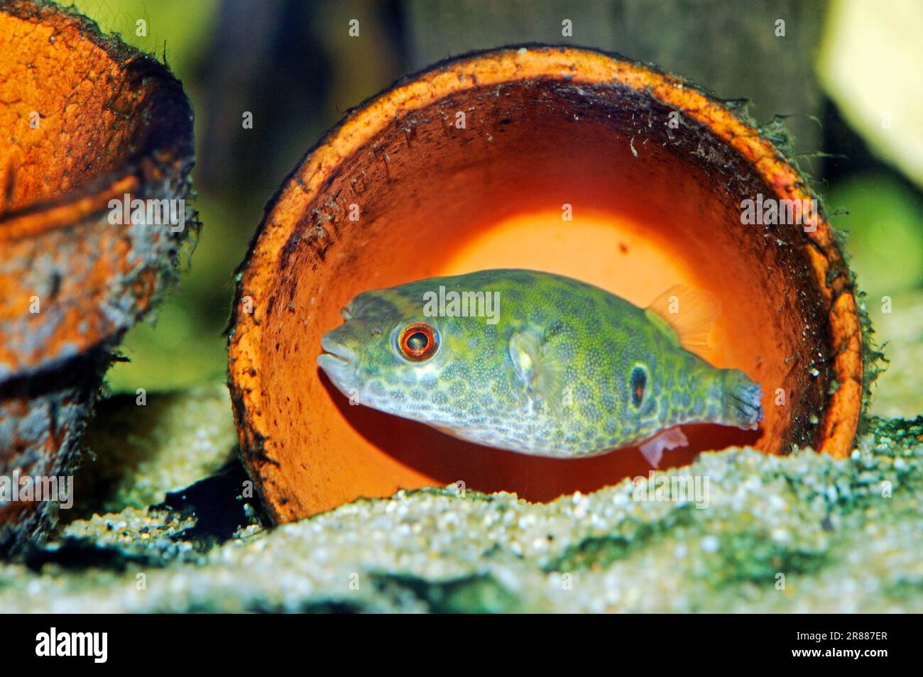 Tetraodon cochinchinensis hi-res stock photography and images - Alamy