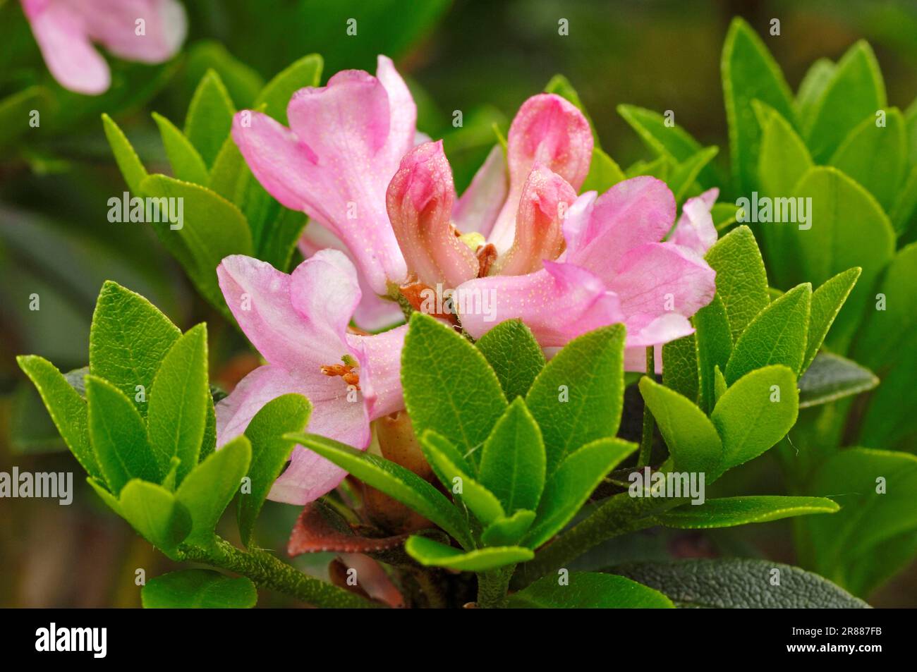 Rhododendron, rusty-leaved alpenrose (Rhododendron ferrugineum ...