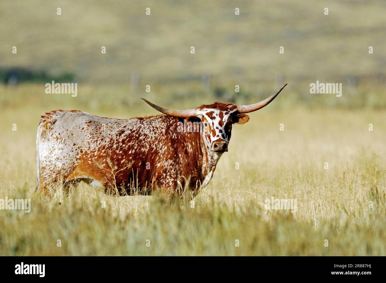 Texas Longhorn cattle, Wyoming, USA, Texas Longhorn, lateral view Stock ...