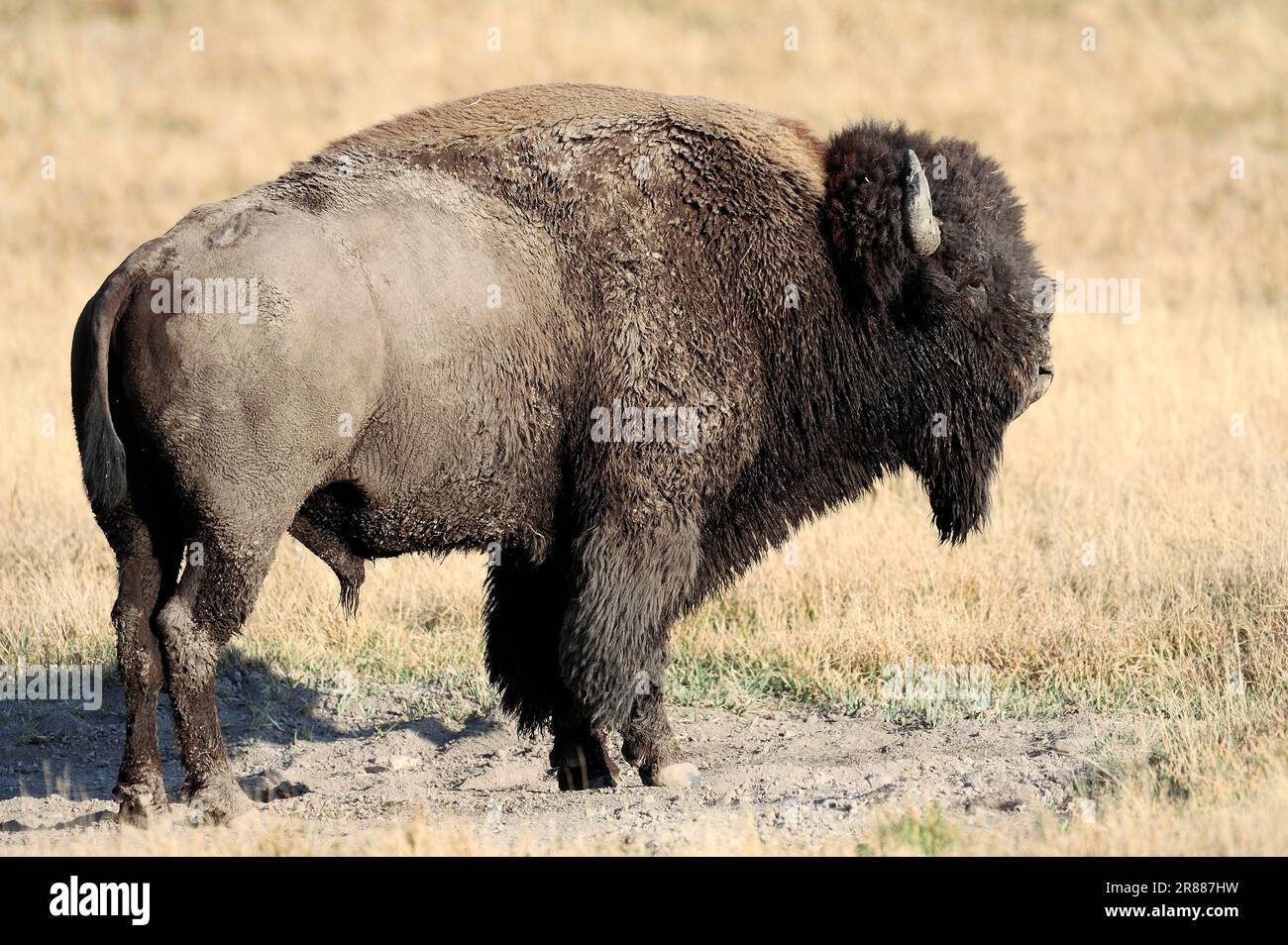 American bison (Bison bison), bull, Yellowstone National Park, Wyoming ...