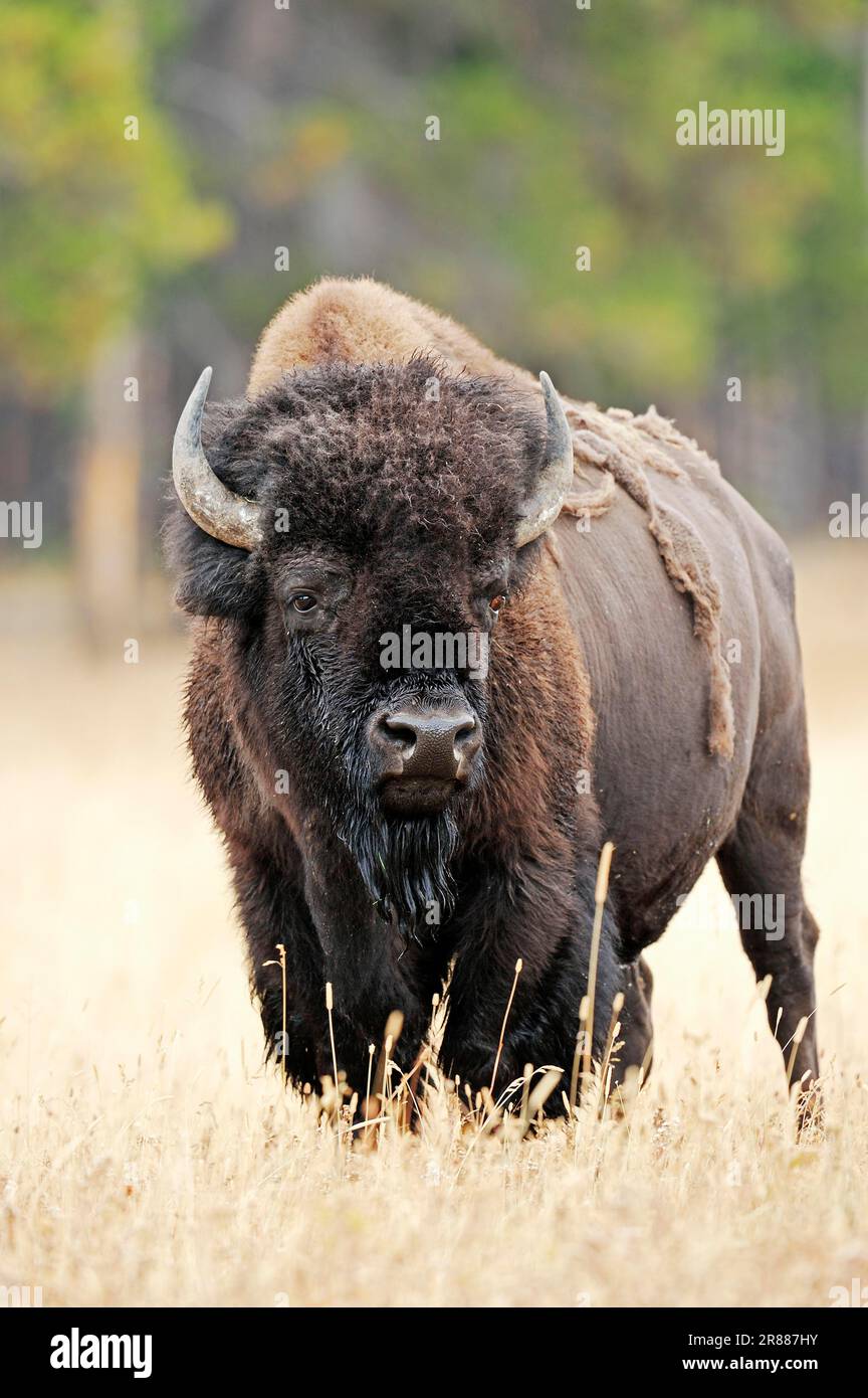 American Bison (Bison bison), bull, Yellowstone national park, Wyoming ...