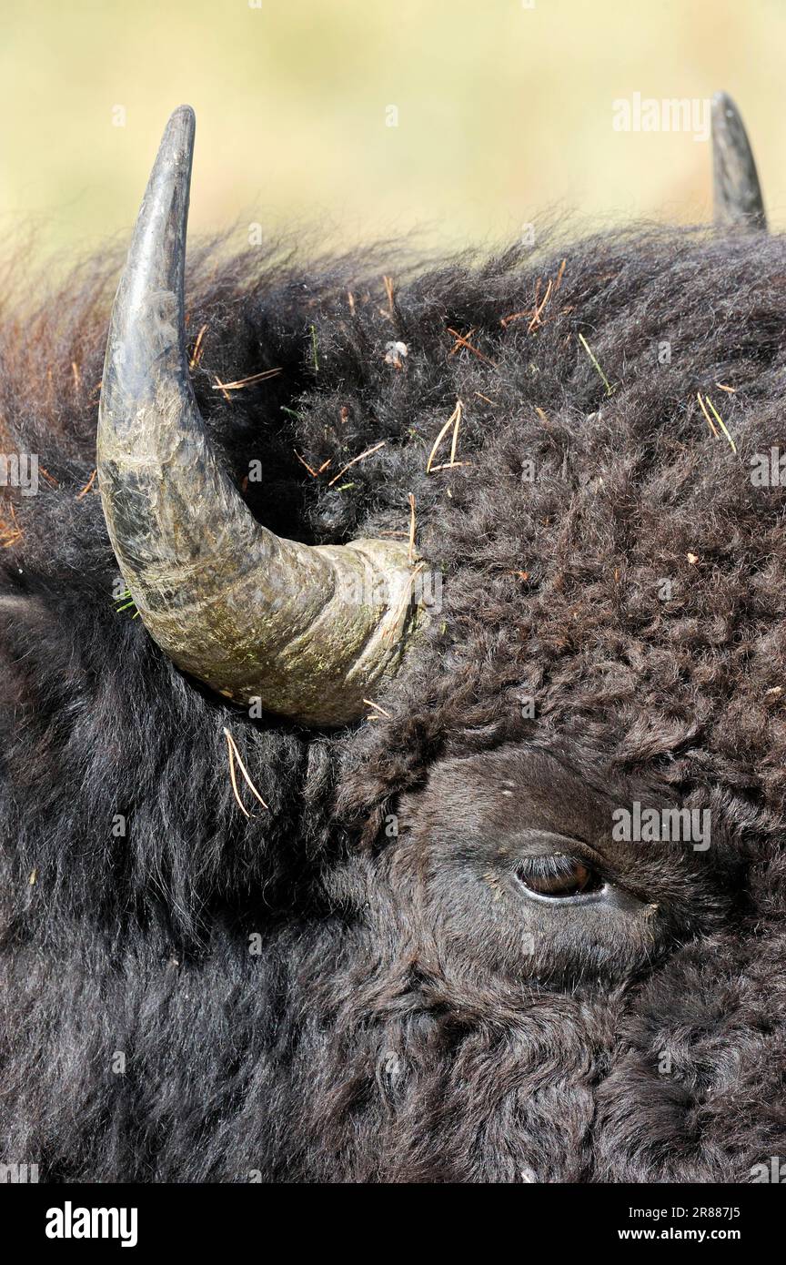 American Bison (Bison bison), horn and eye, Yellowstone national park ...