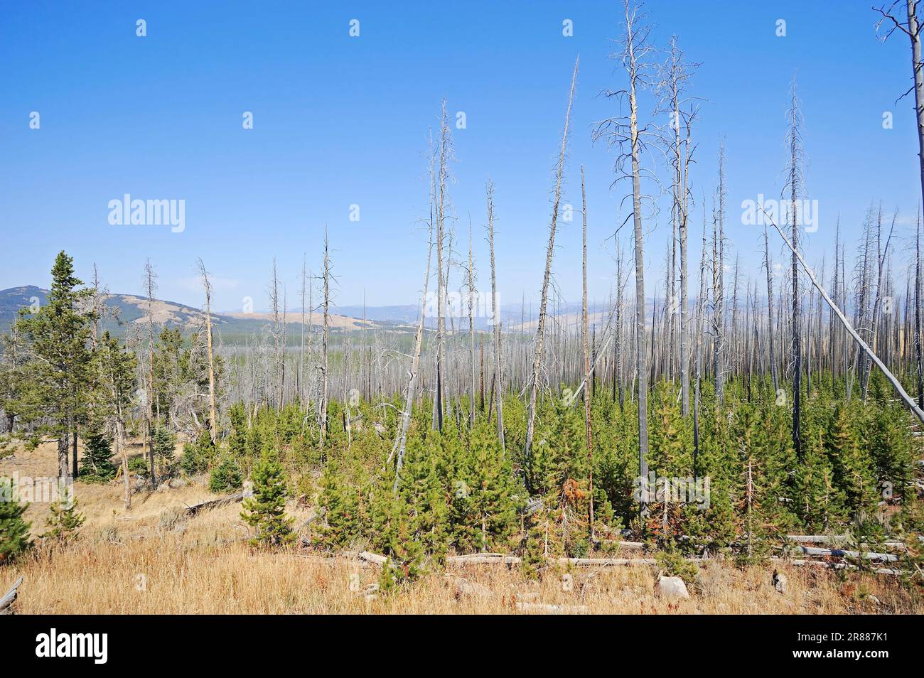 Coniferous forest with dead and regrowing conifers after forest fire ...