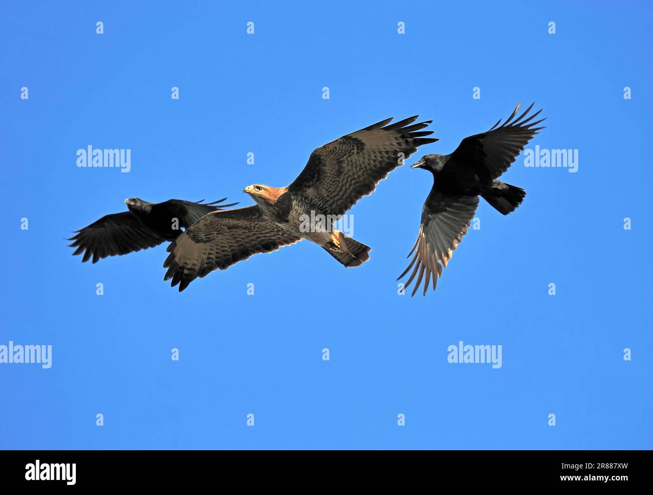 Crow attack hi-res stock photography and images - Alamy