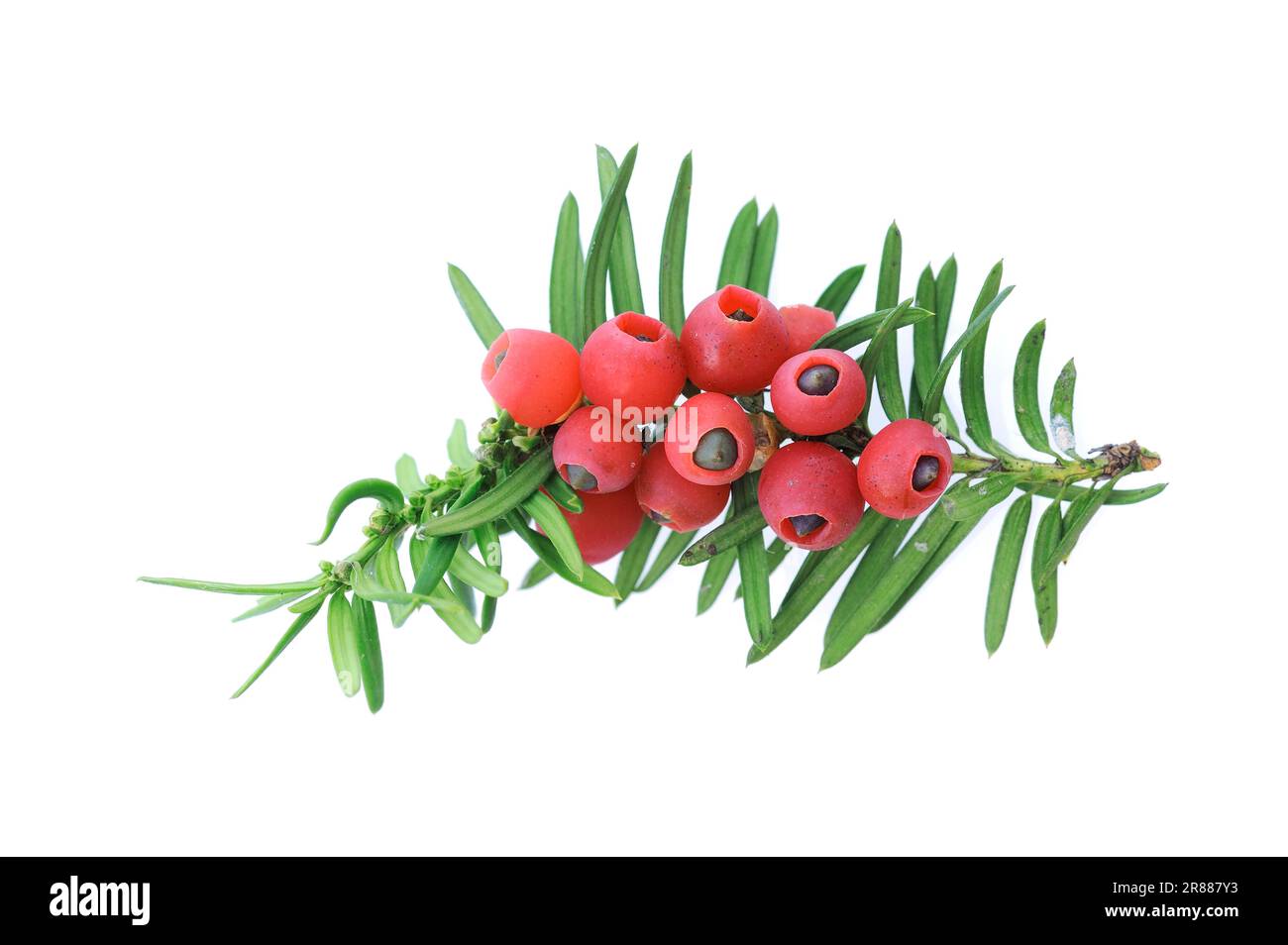 Yew (Taxus baccata), berries, Taxaceae Stock Photo - Alamy
