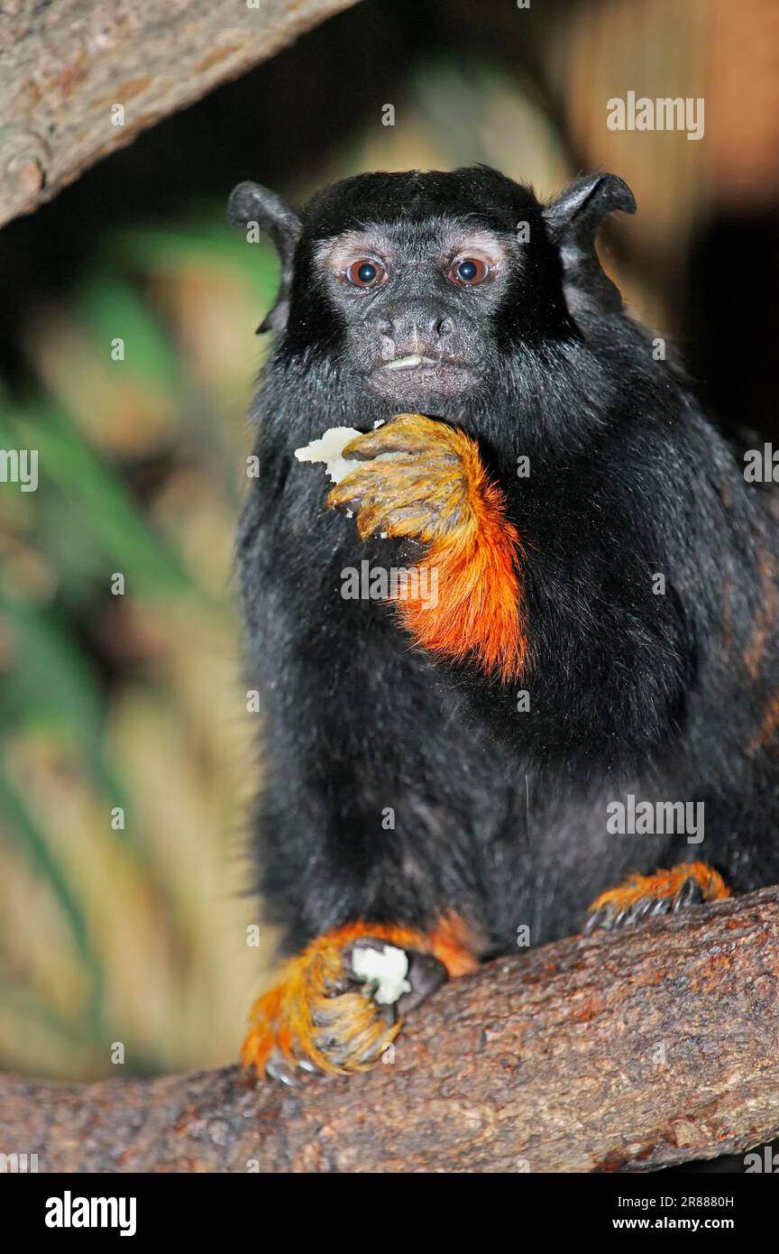 Red-handed Tamarin (Saguinus midas), Negro Tamarin Stock Photo - Alamy