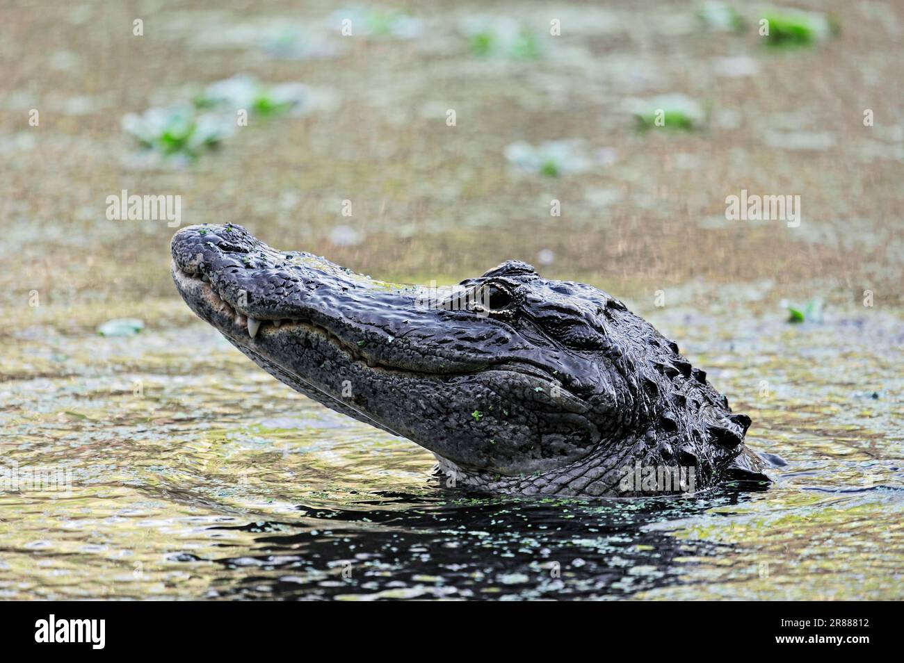 American Alligator (Alligator mississippiensis), Corkscrew Swamp ...