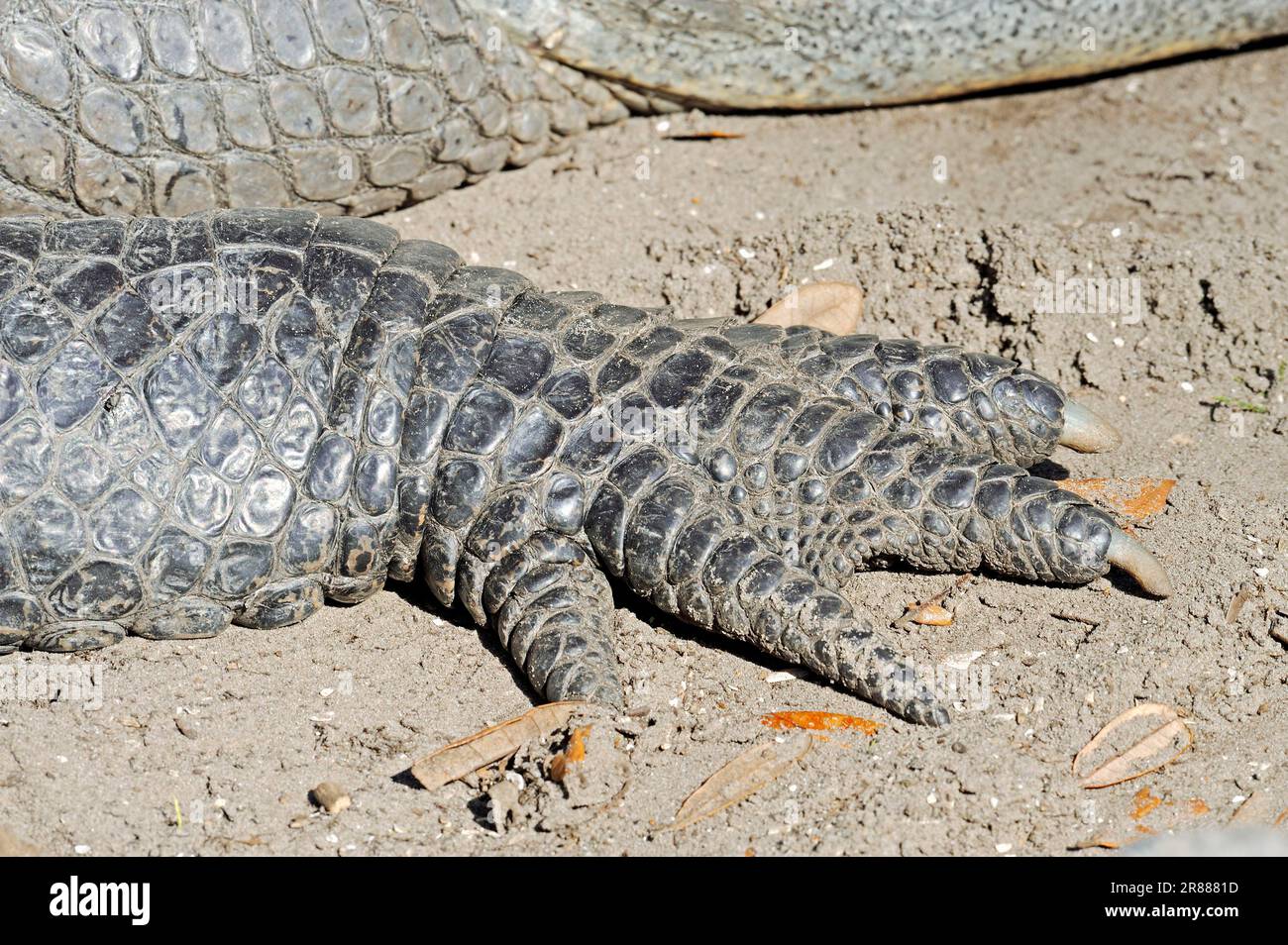 American Alligator (Alligator mississippiensis), foot, Everglades ...