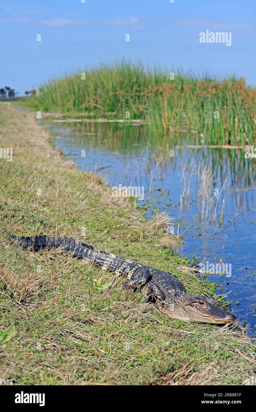 Juvenile young american alligator mississippiensis hi-res stock ...