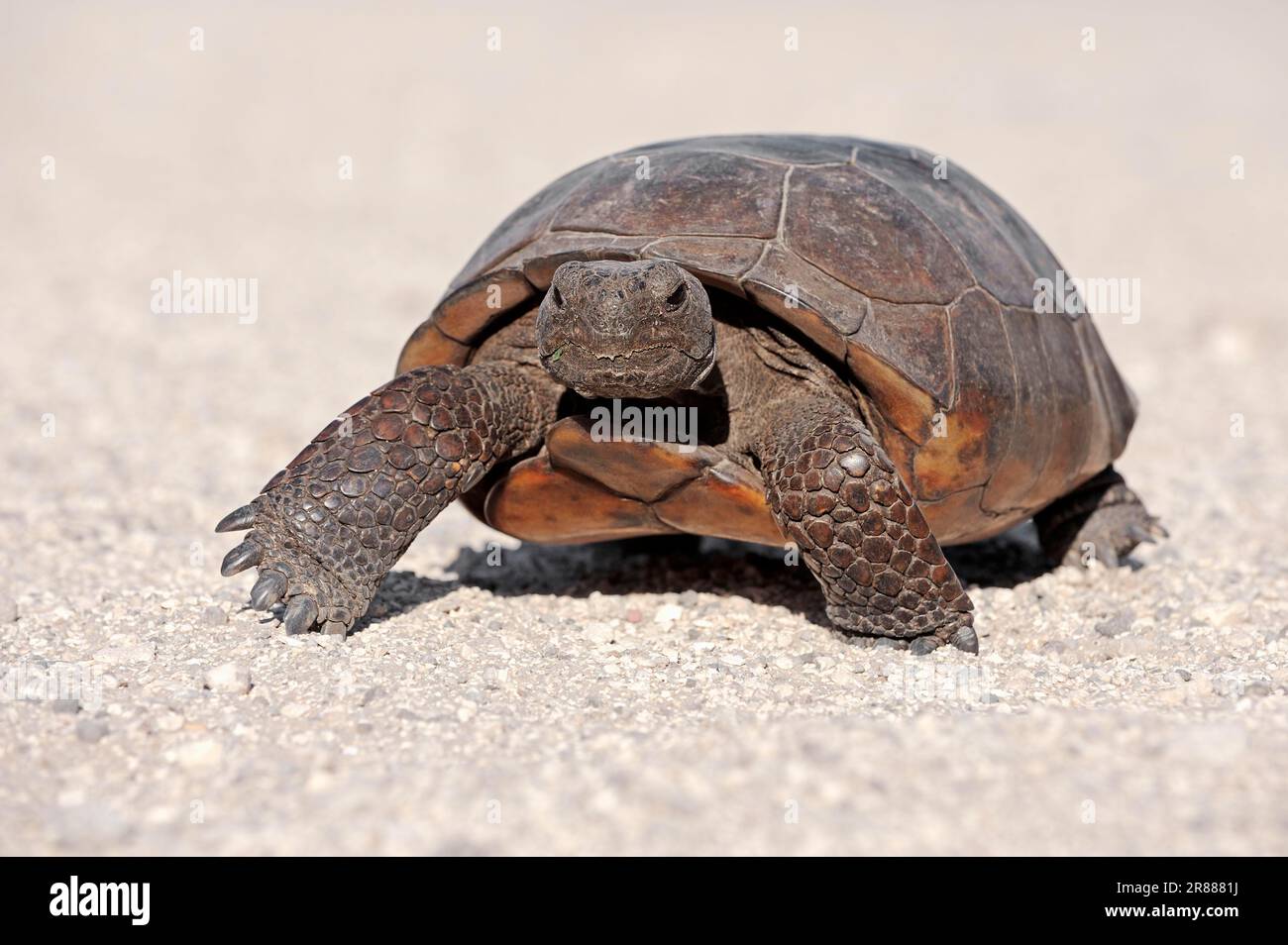 Gopher tortoise (Gopherus polyphemus), Florida, USA Stock Photo - Alamy