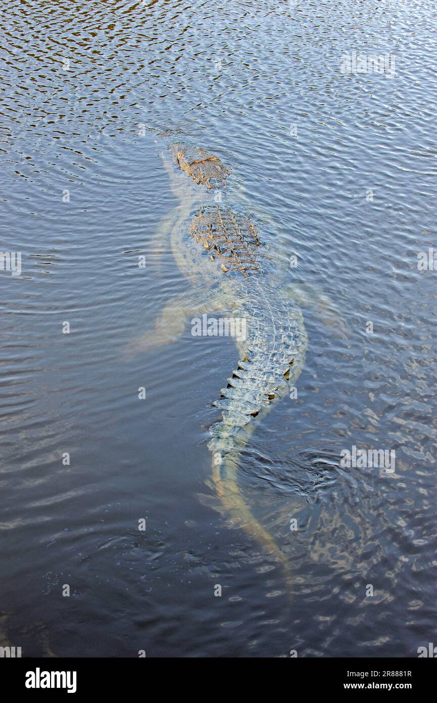 American Crocodile (Crocodylus acutus), Everglades national park ...