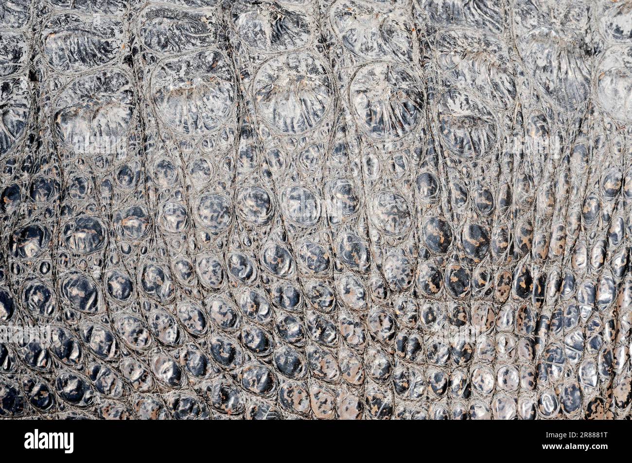 American Alligator (Alligator mississippiensis), skin detail ...
