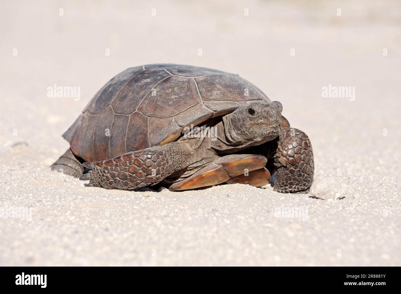 Gopher tortoise (Gopherus polyphemus), Florida, USA Stock Photo - Alamy