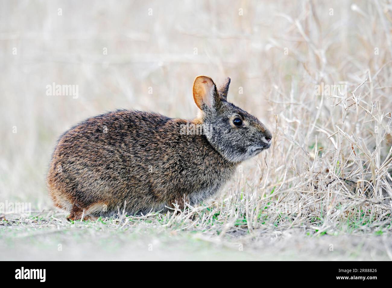 Swamp rabbit, Myakka River State Park, Florida, swamp rabbit, marsh ...