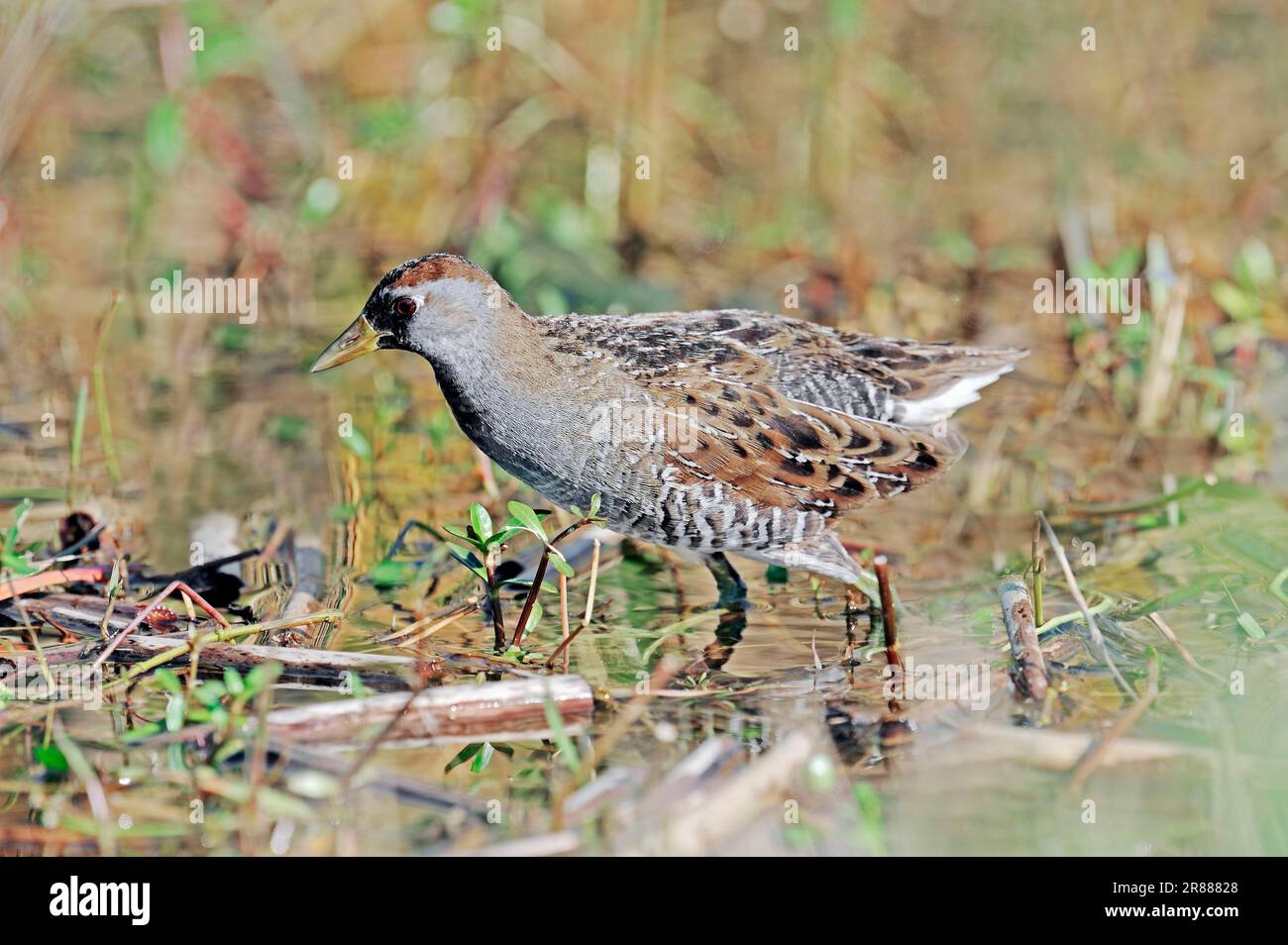 The sora rail hi-res stock photography and images - Alamy
