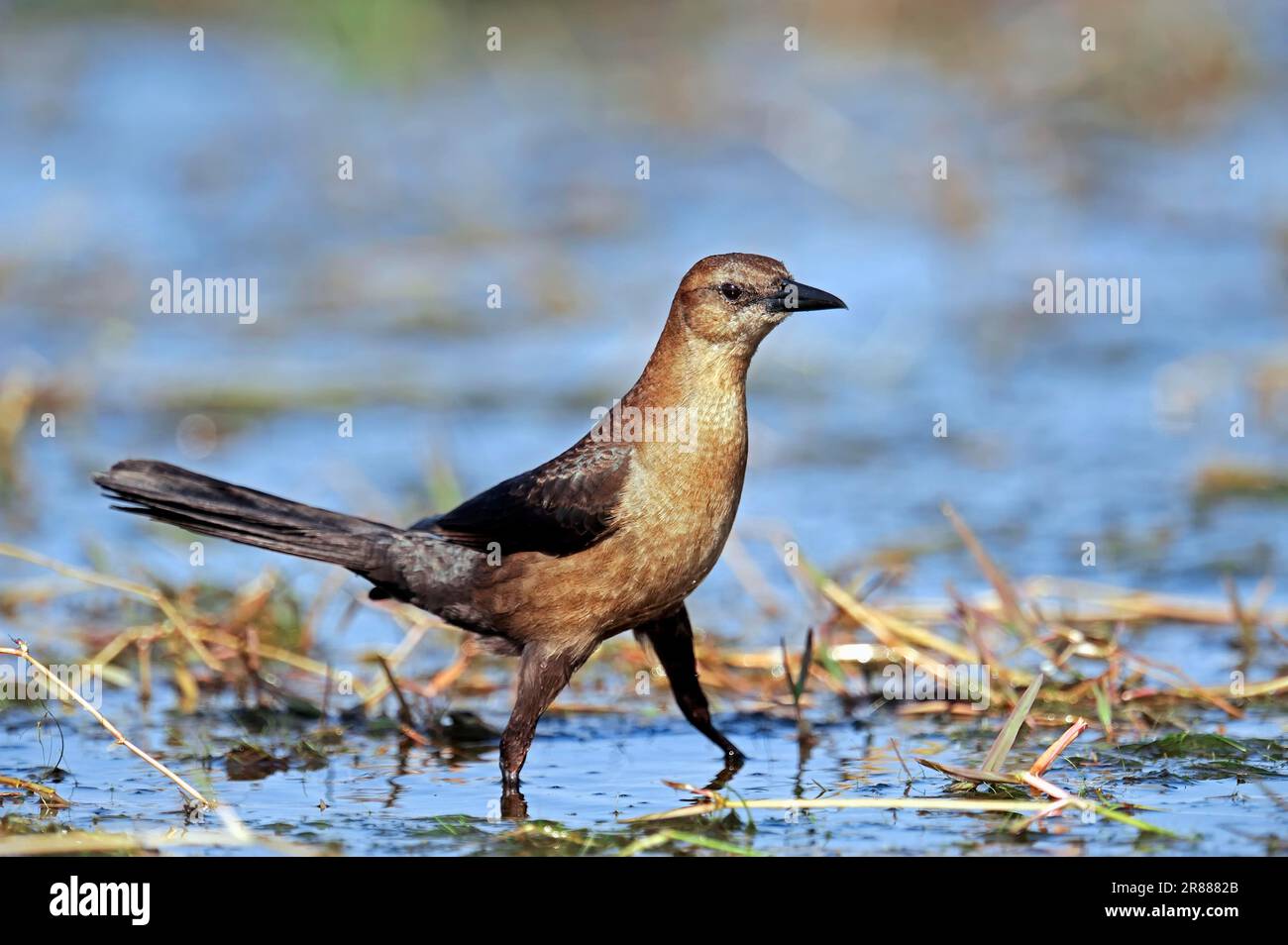 Female Boat Tailed Grackle