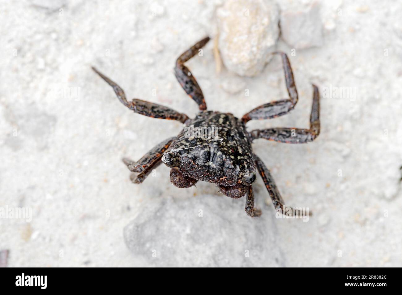 Mangrove tree crab hi-res stock photography and images - Alamy