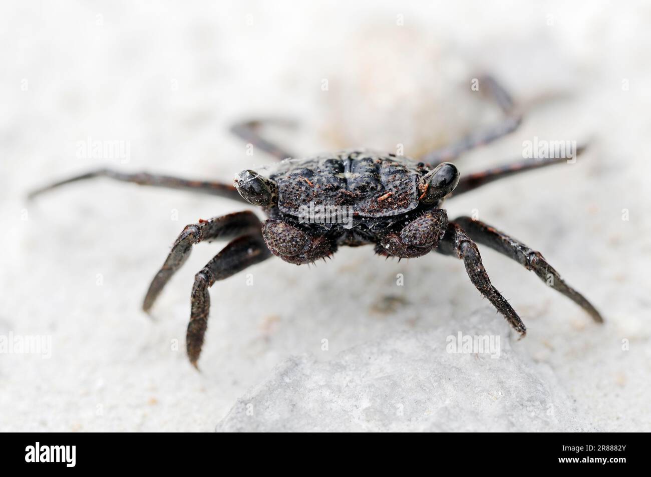 Mangrove tree crab hi-res stock photography and images - Alamy
