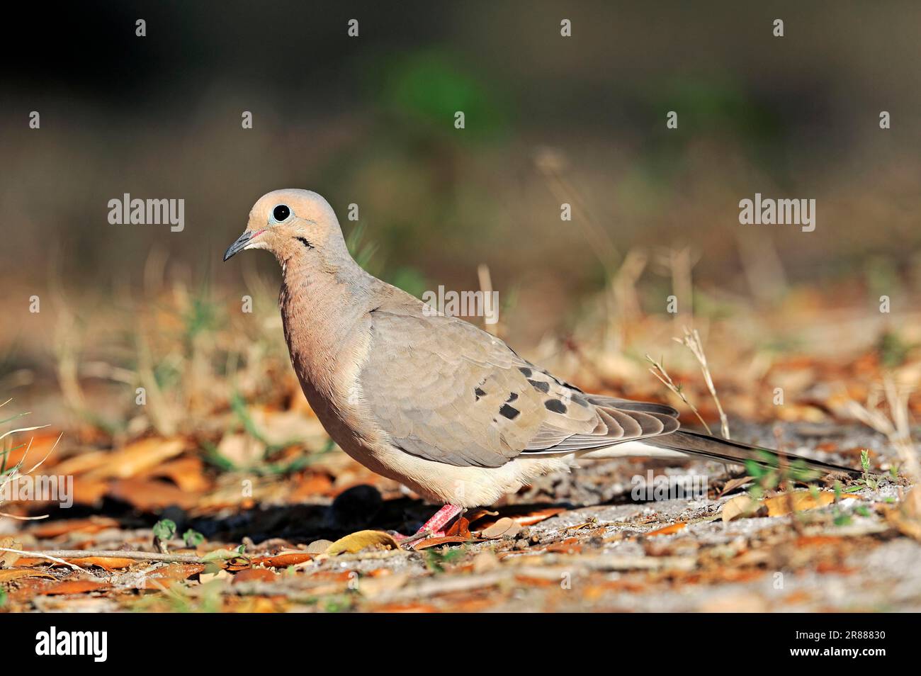Florida mourning dove hi-res stock photography and images - Alamy