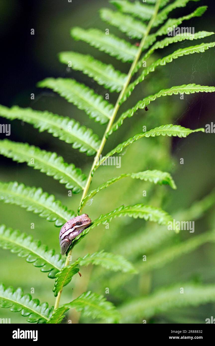 Florida tree frog hi-res stock photography and images - Alamy