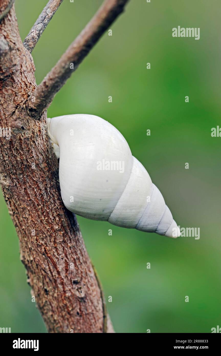 Florida Tree Snail (Liguus fasciatus), Everglades national park ...