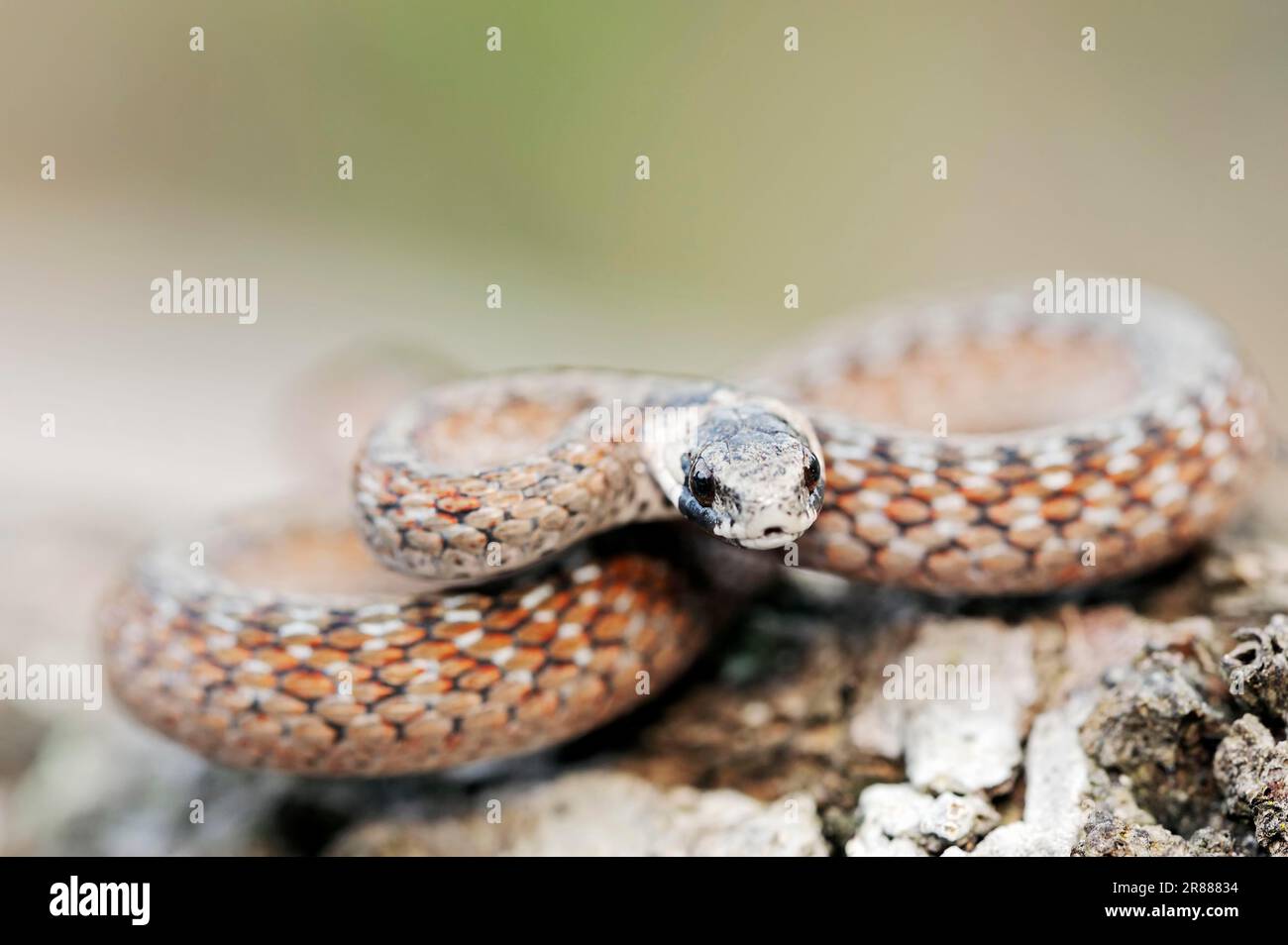 Florida Brown Snake (Storeria dekayi victa), Myakka State Park, Florida ...