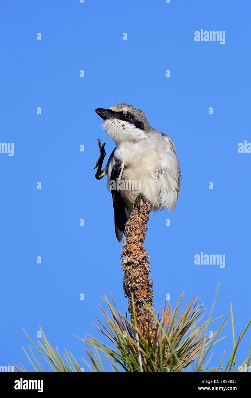 Loggerhead Shrike (Lanius ludovicianus), Florida, USA Stock Photo - Alamy