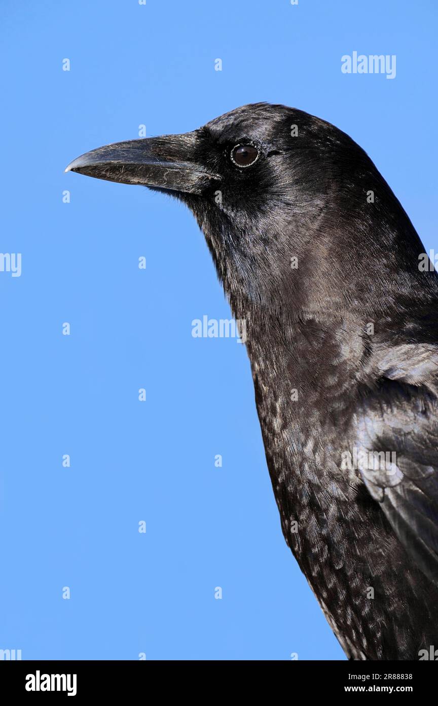 American Crow (Corvus brachyrhynchos), Myakka River State Park, Florida ...