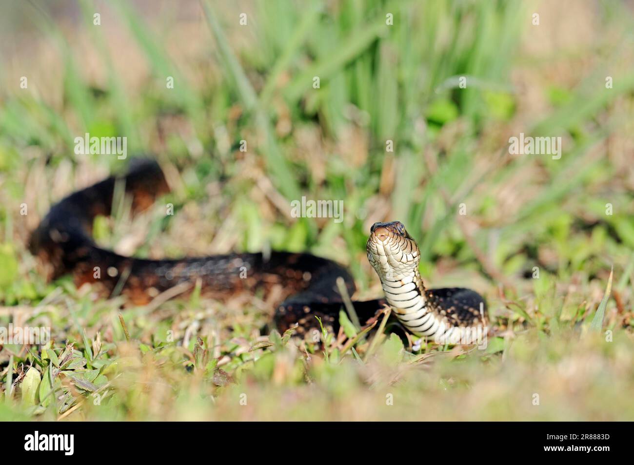 Florida Banded Water Snake (Nerodia fasciata pictiventris), Florida ...