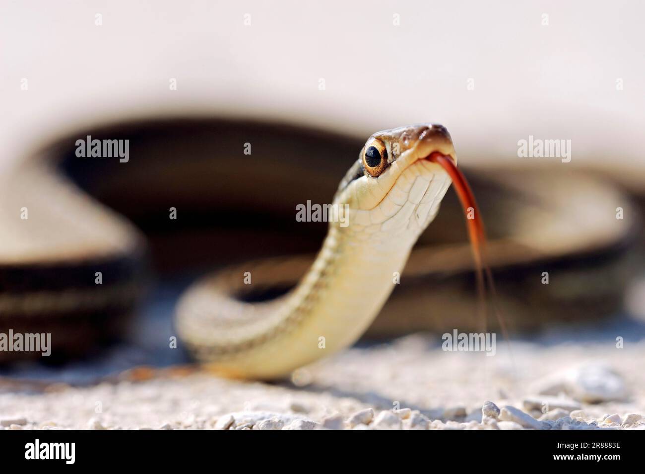 Southern Ribbon Snake, flickering its tongue, Florida, USA, Peninsula ...