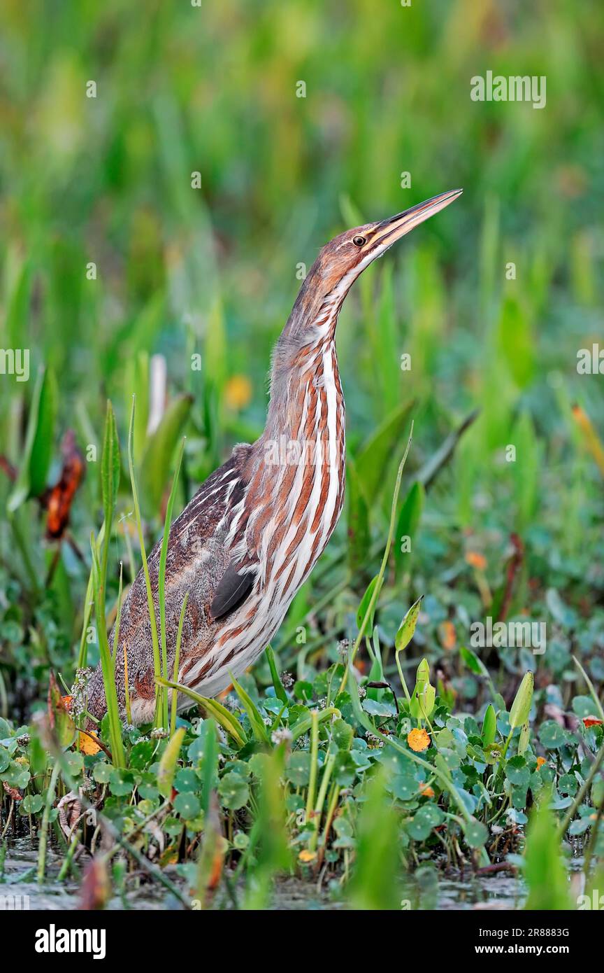 American Bittern (Botaurus lentiginosus), Florida, USA Stock Photo - Alamy