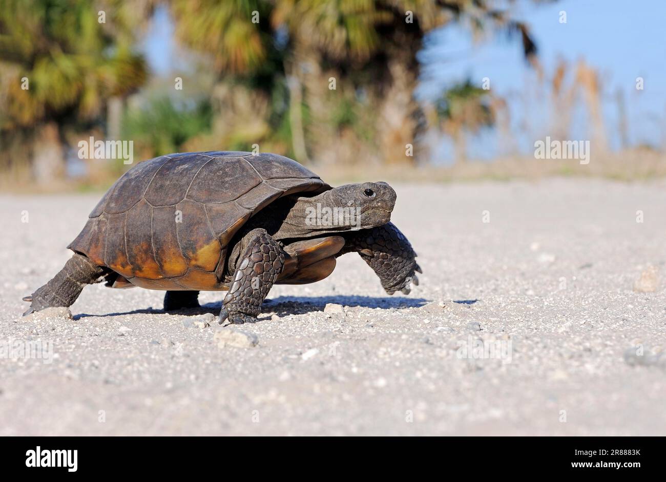 Gopher Tortoise (Gopherus polyphemus), Florida, USA Stock Photo - Alamy