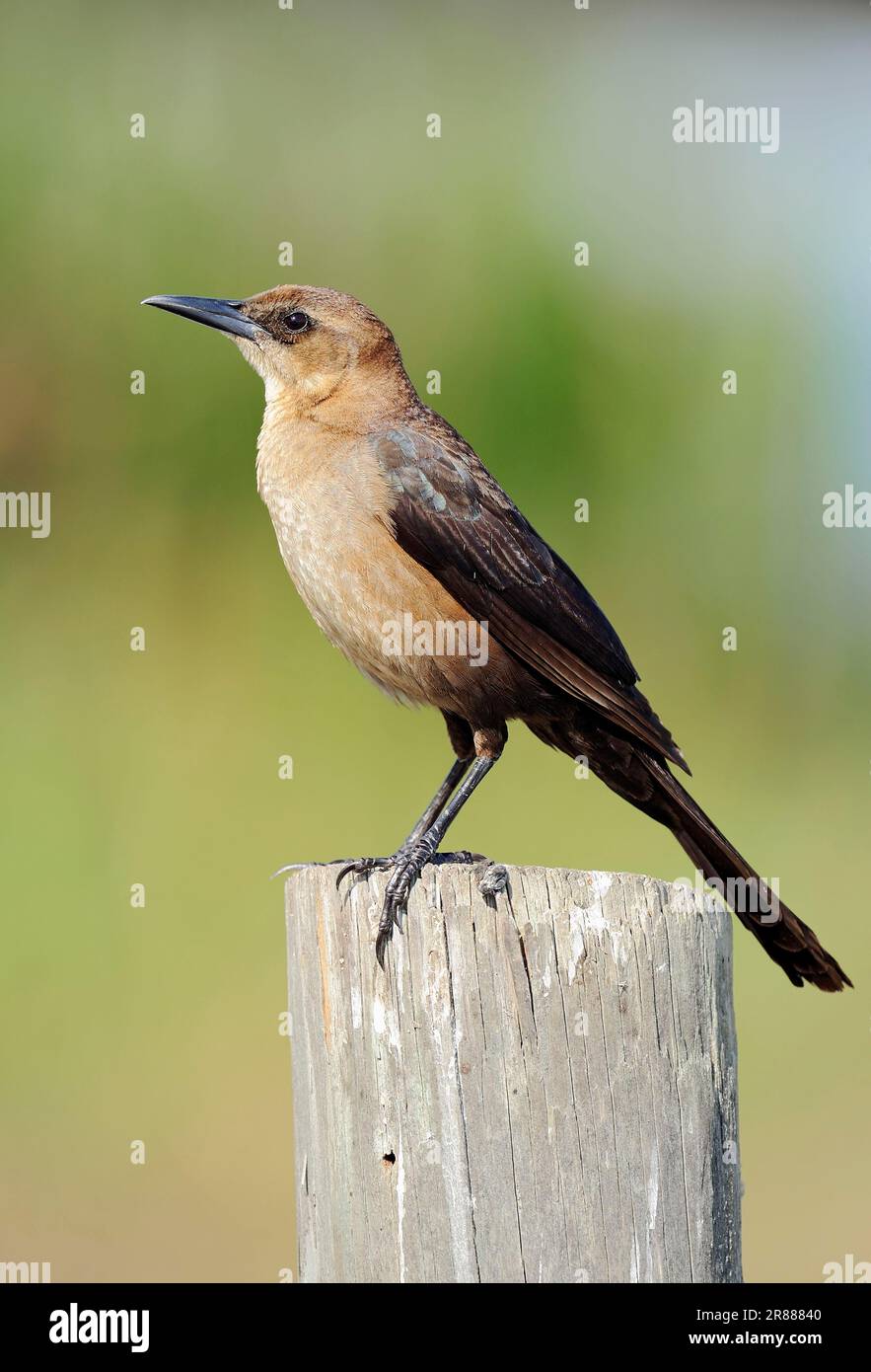 Female grackle hi-res stock photography and images - Alamy