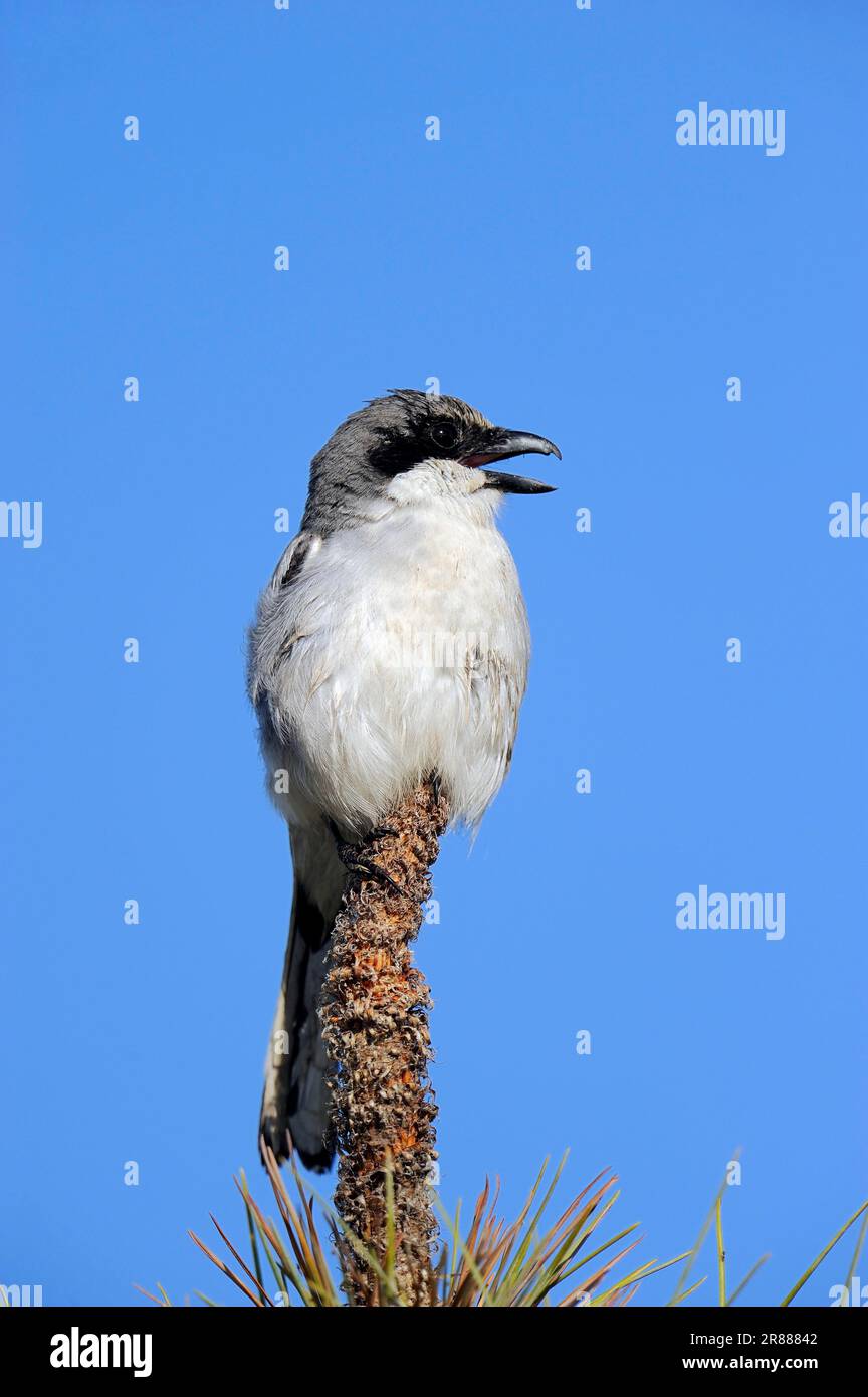 Loggerhead Shrike (Lanius ludovicianus), Florida, USA Stock Photo - Alamy