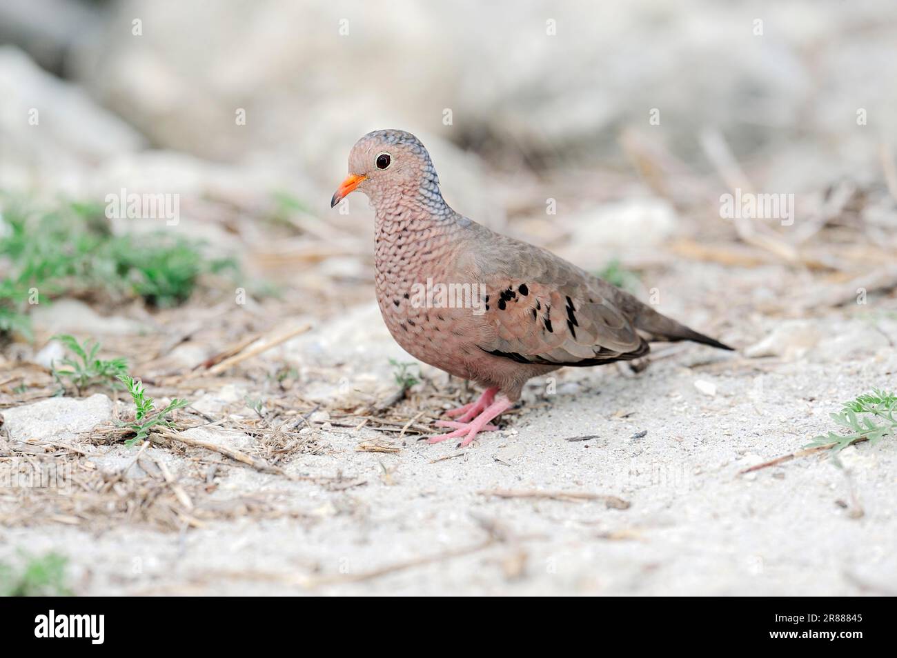 Common Ground Dove (Columbina passerina), Florida, USA, Common Ground ...