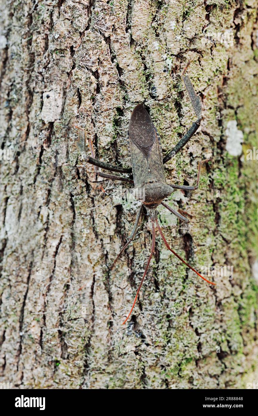 Wheel Bug (Arilus cristatus), Corkscrew Swamp Sanctuary, Florida, USA ...