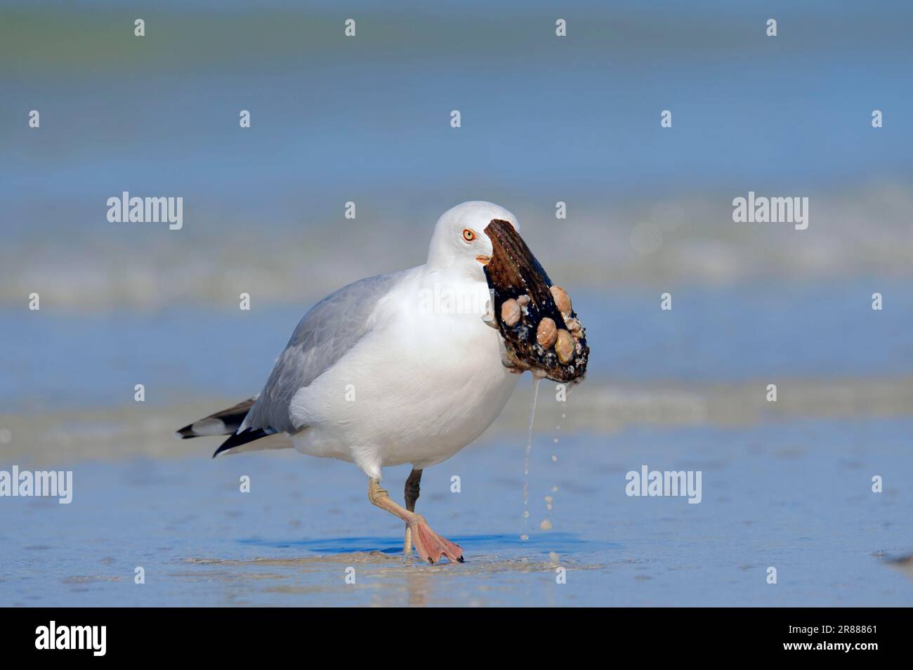 Florida gulls hi-res stock photography and images - Alamy