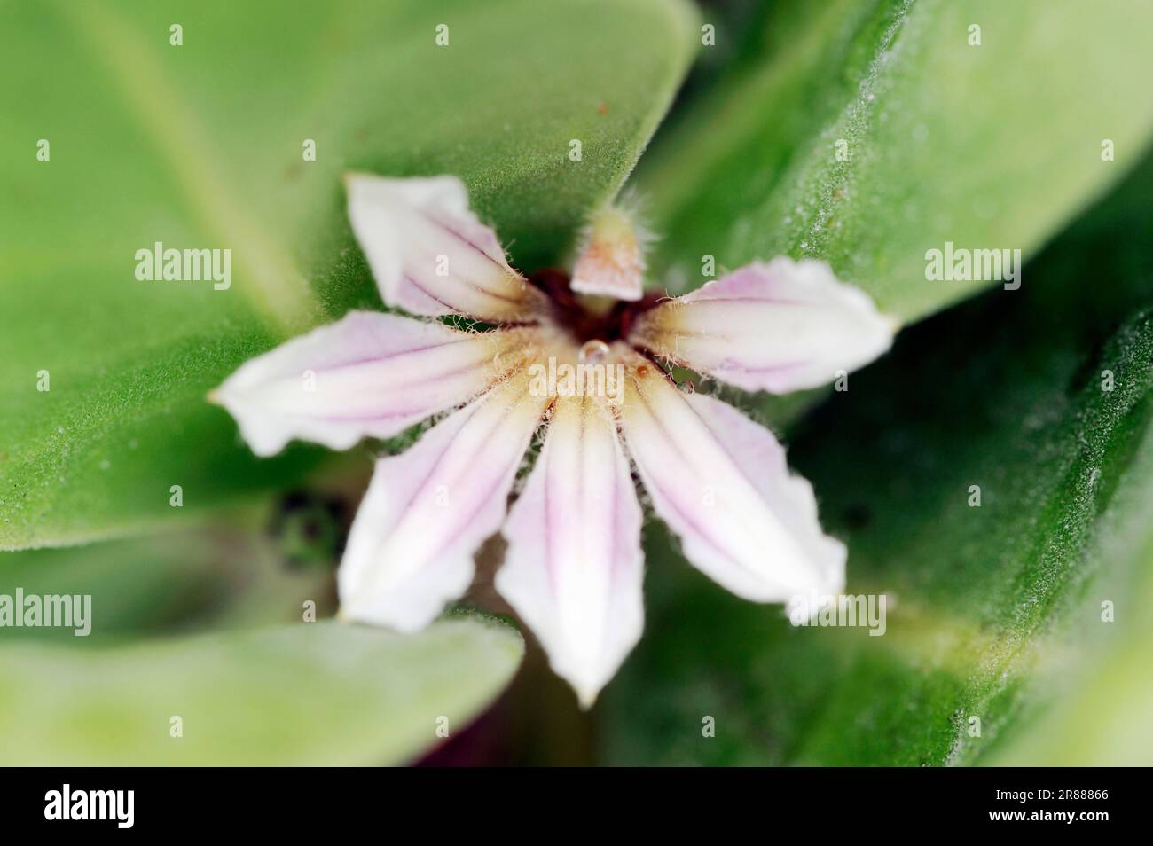 Inkberry, Sanibe, Beach berry, gullfeed (Scaevola plumieri ...