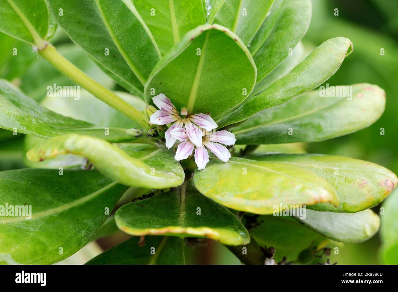 Inkberry, Sanibel Island, Florida, USA, Beachberry (Scaevola plumieri ...