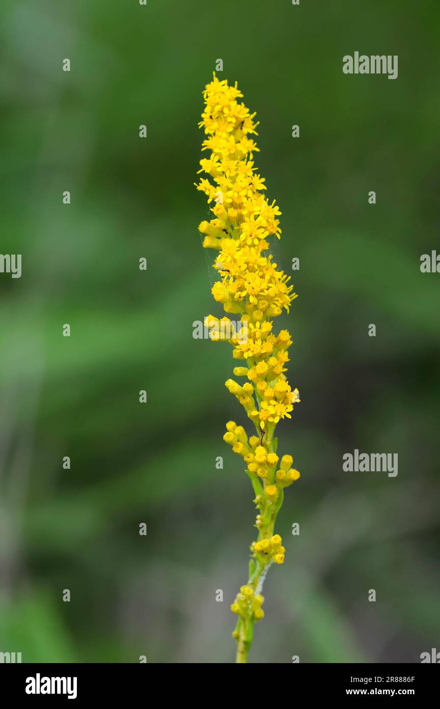 Solidago sempervirens usa hi-res stock photography and images - Alamy