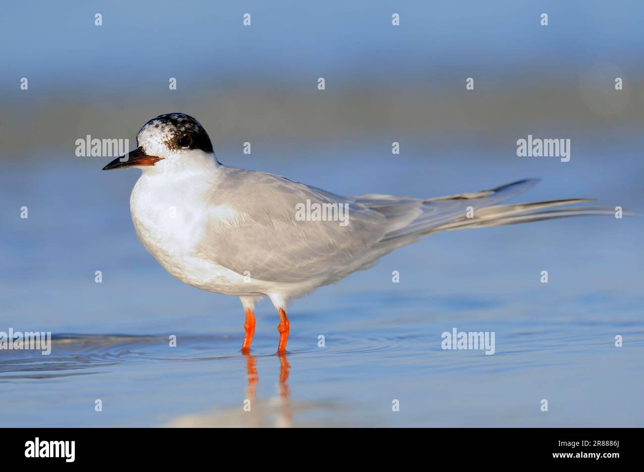 Forster's Tern (Sterna forsteri), Sanibel Island, Florida, USA Stock ...