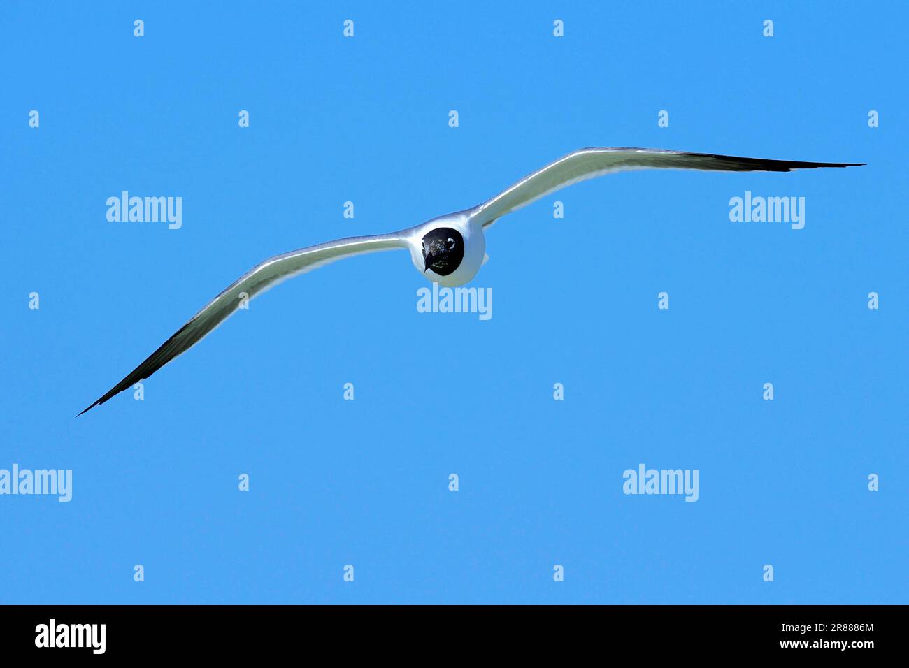 Florida gulls in flight hi-res stock photography and images - Alamy