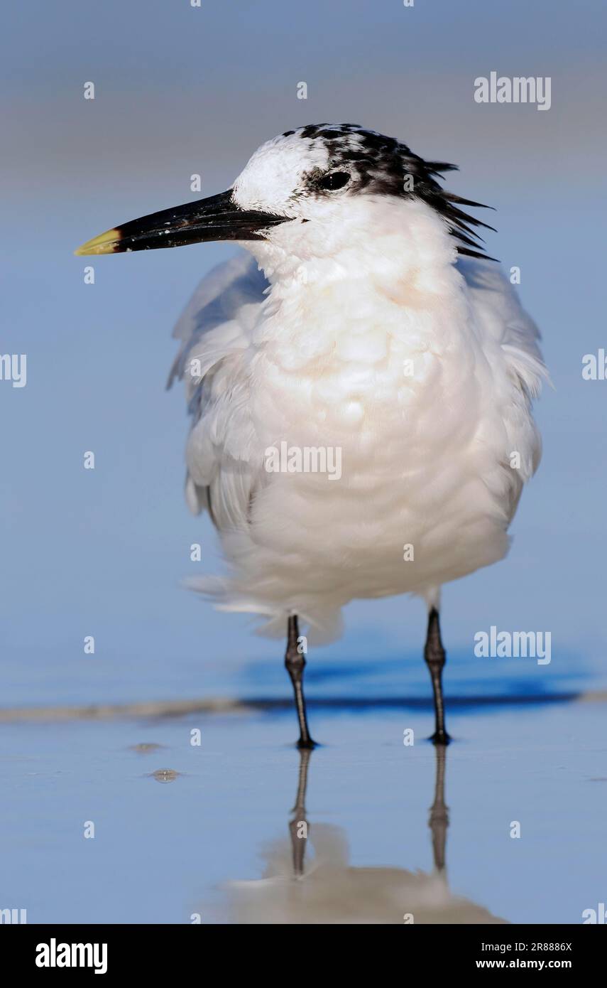 Sandwich Tern (Thalasseus sandvicensis) in winter plumage, Sanibel ...