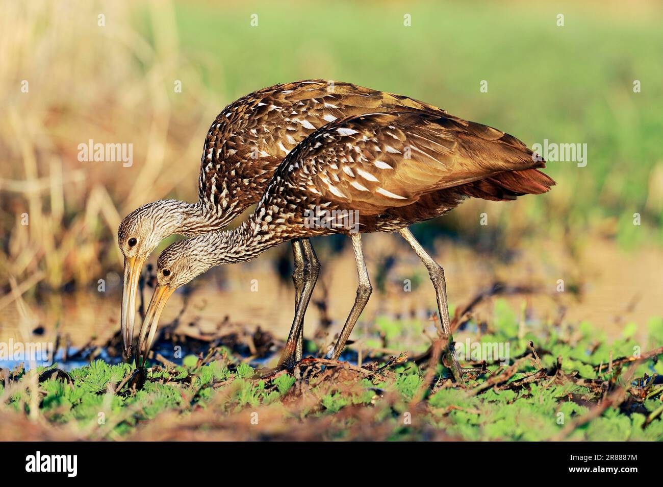 North american limpkin hi-res stock photography and images - Alamy