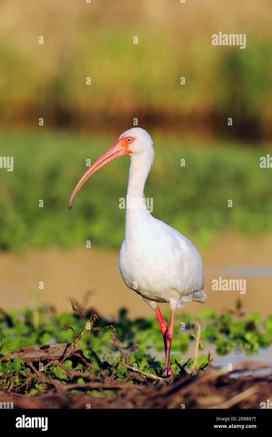 White american white ibis (Eudocimus albus), Myakka River State Park ...